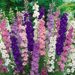 Delphinium mix - Speronela (250 semenki)