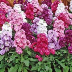 Matthiola incana mix - Ljubičica (300 semenki)
