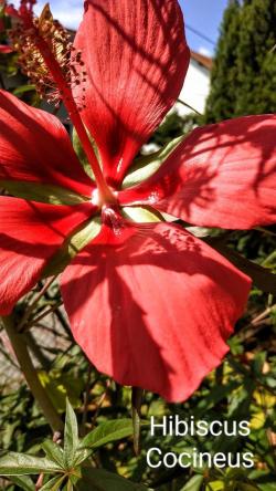 Hibiscus cocineus-seme