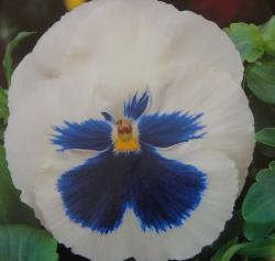 Dan i Noć bela - svetlo plava (200 semenki)