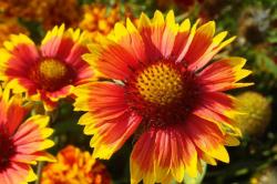 GAILARDIJA (GAILLARDIA ARISTATA) - 25 SEMENA