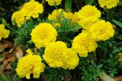 KADIFICA ŽUTA NISKA - 50 SEMENA