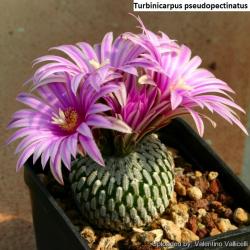Turbinicarpus pseudopectinatus - 10 semenki