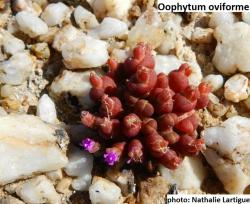 Oophytum oviforme - 20 semenki