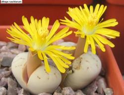 Lithops ruschiorum /C241/ - 10 semenki