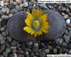Lithops hookeri v marginata - 20 semenki
