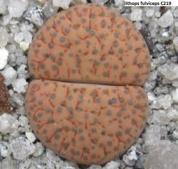 Lithops fulviceps Lydiae /C219/ - 20 semenki