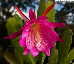 Epiphyllum hybrids mix - 10 semenki