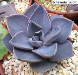 Echeveria rodolfi - 20 semenki
