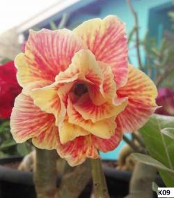 Adenium obesum /K09/ - 5 semenki