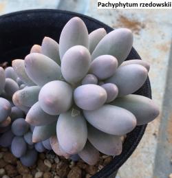 Pachyphytum rzedowskii - 20 semenki