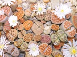Lithops mix - 50 semenki