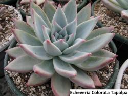 Echeveria colorata Tapalpa - 20 semenki