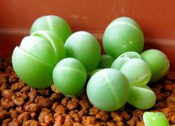 Gibbaeum comptonii - 20 semenki
