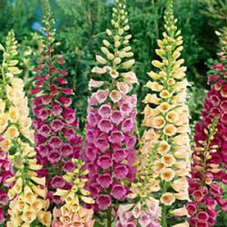 NAPRSTAK (Digitalis purpurea) - 100+ semena