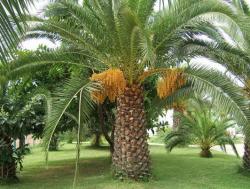 Phoenix Dactylifera (10 semenki) Date Palm