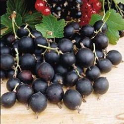 Jošta - Ribes nigrum (50 semenki)