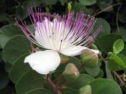 Kapar - Capparis Spinosa (80 semenki)