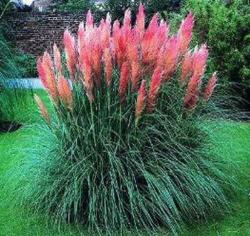 Pampas trava Pink (50 semenki) Cortaderia Selloana PINK
