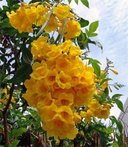 Tekoma žuta (30 semenki) Trumpet vine yellow