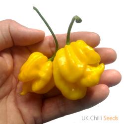 Trinidad Scorpion Moruga Yellow