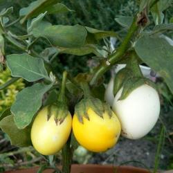 Patlidžan ukrasno jaje (50 semenki) Solanum melongena Golden Egg