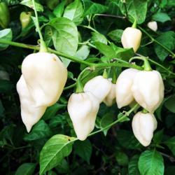 Chilli Bhut Jolokia Bela - White (10 semenki)