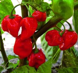 Chilli Habanero Crveni - RED (30 semenki) višegodišnji, izuzetno ljut