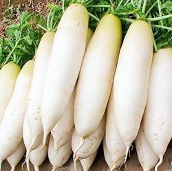 Japanska džinovska rotkva Daikon (100 semenki)