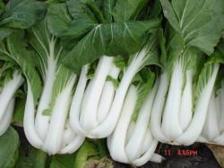 Pak Choi (700 semenki)