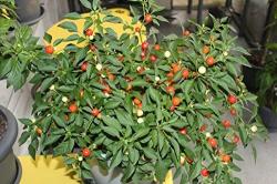 Chilli Holiday Cheer (50 semenki)