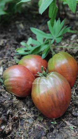 Paradajz Brad's Black Heart, Crno Volovsko Srce, prodaja semena