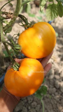 Paradajz Altai Orange, prodaja semena