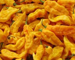 Chilli Bhut Jolokia Žuta - Yellow (40 semenki)