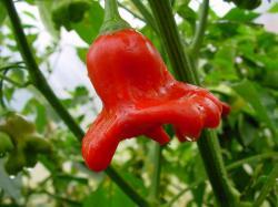 Paprika Harlekinova kapa (25 semenki)