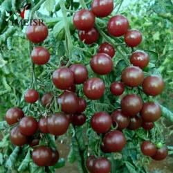 Black - Crni Cherry Paradajz (350 semenki)