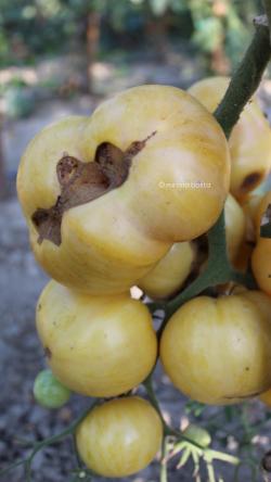 Paradajz White Furry Boar, prodaja semena