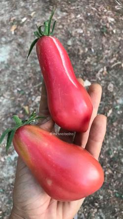 Paradajz Pink-ish Red Pear, prodaja semena