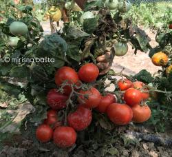 Paradajz Poljak Kukuruzar, niski poljski paradajz, prodaja semena