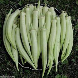 Bamija - okra silver (20 semenki)