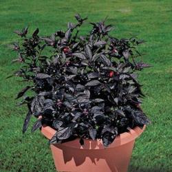 Chilli Black Pearl (100 semenki)