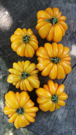 Paradajz Florentine Beauty, prodaja semena