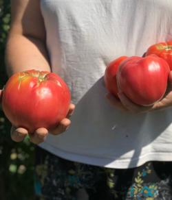 Tamnavski jabučar, staro seme paradajza