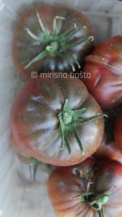 Black Krim, seme paradajza