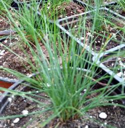 Festuca Glauca