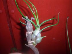 Tillandsia bulbosa