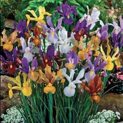 Iris Hollandica mix-5 lukovica