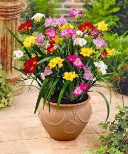 Freesia double mix -5 lukovica