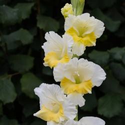 Gladiolus Buggy