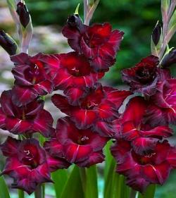 Gladiolus Black Star